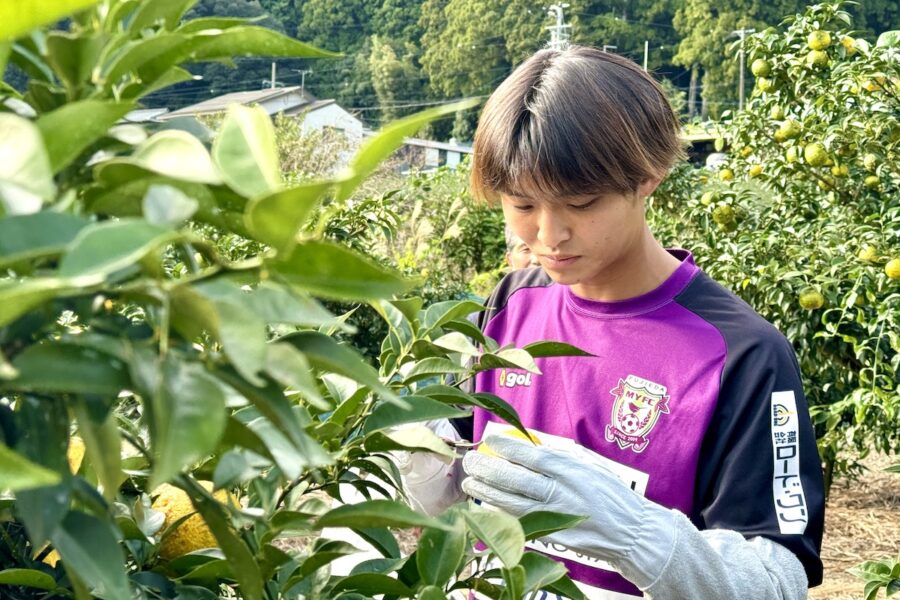 【レポート】10/31(木) ホームタウン新人研修＠川根本町 ゆず収穫・加工体験 | 藤枝MYFC